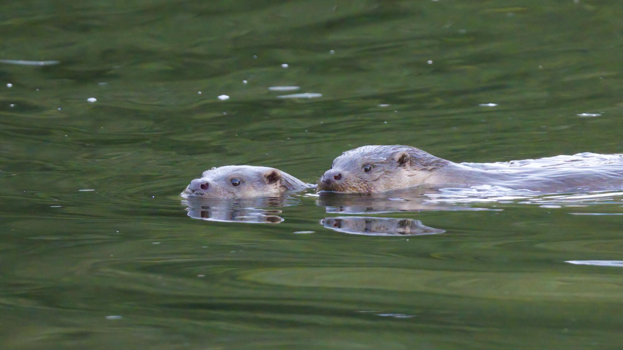 Otter Holt - GG Wildlife experiences | Mend the Gap